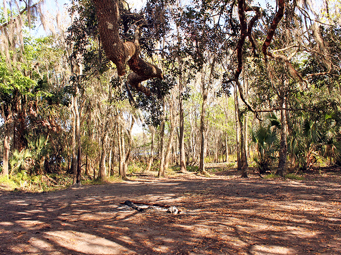 Swamp reflections create perfect mirrors of the forest above, doubling the beauty in this serene wetland setting.