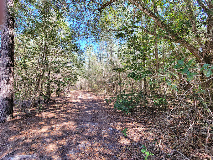 Hiking trails wind through the surrounding 161-acre park, offering peaceful woodland walks where Florida's diverse ecosystem thrives just steps from the springs.