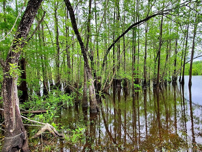 Emerald canopies create a lush oasis where the boundary between water and forest blurs into one continuous ecosystem.