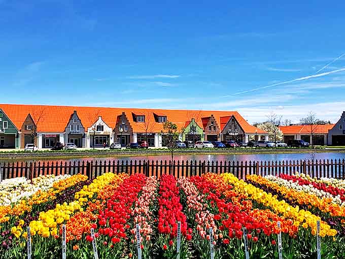 A rainbow you can walk through: meticulously planted tulip beds showcase Holland's famous flower in every color nature could imagine.