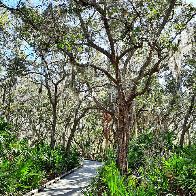 Dappled sunlight plays through ancient oaks, creating nature's own stained glass effect on this wooden cathedral path.