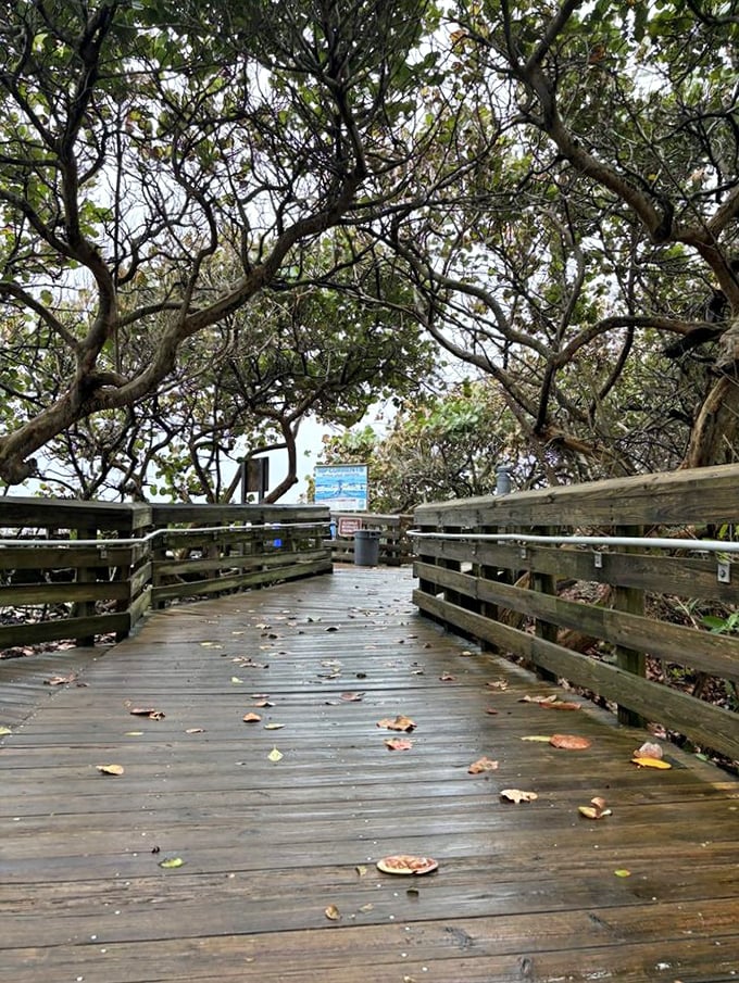 Wooden boardwalk: Dappled sunlight creates ever-changing patterns on weathered planks as you wander through this coastal time machine.