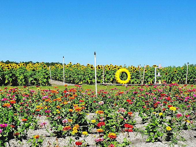 9a. amber brooke farms (eustis)