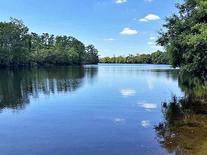 Peace River's sandy shores and clear waters invite exploration, where fallen logs create natural bridges between worlds of water and woods.