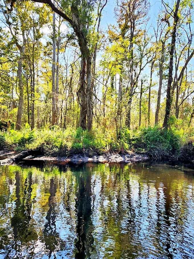 Golden light bathes Peace River's forested banks, where trees cast perfect reflections in waters so clear you can count the ripples.