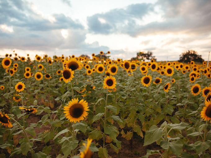amber brooke farms 2