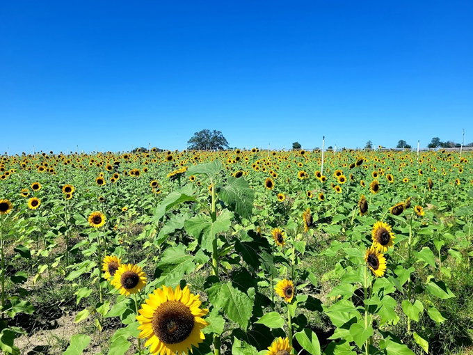 amber brooke farms 3