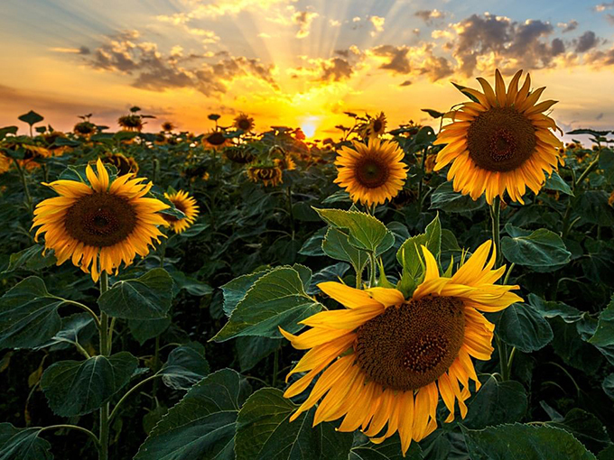 amber brooke farms 9