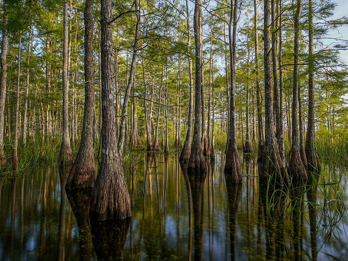 Big Cypress National Preserve