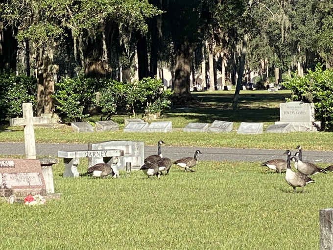 evergreen cemetery 6