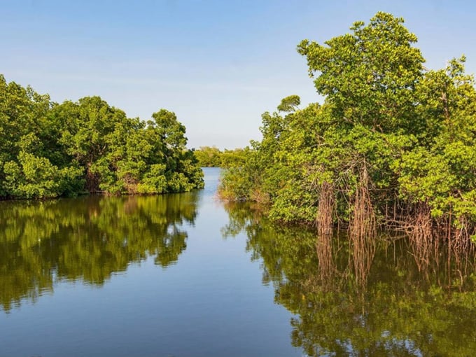 J.N. "Ding" Darling National Wildlife Refuge (Sanibel Island)