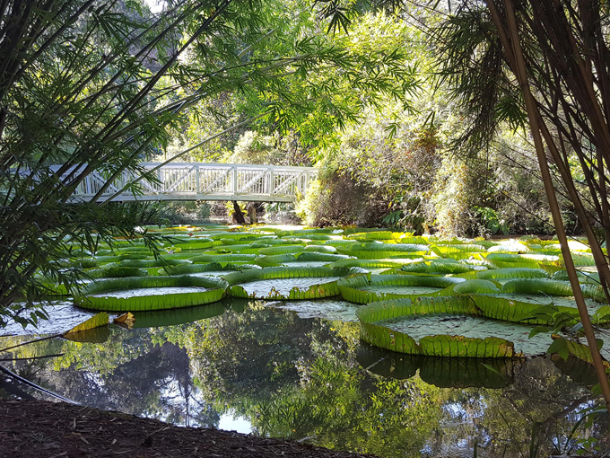 Kanapaha Botanical Gardens