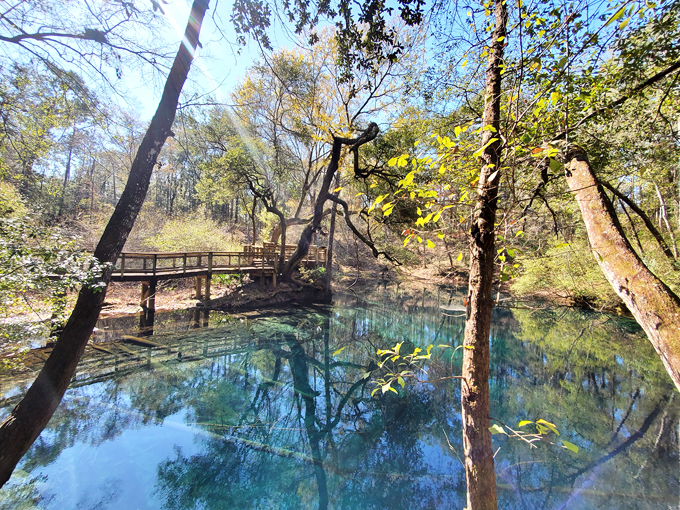 Leon Sinks Geological Area (Tallahassee)