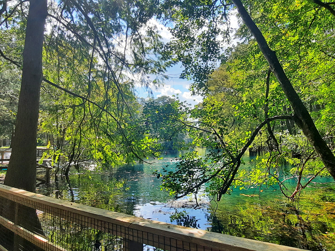 Manatee Springs State Park (Chiefland)
