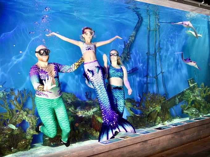 Mertailor&rsquo;s Mermaid Aquarium Encounter (Lecanto)