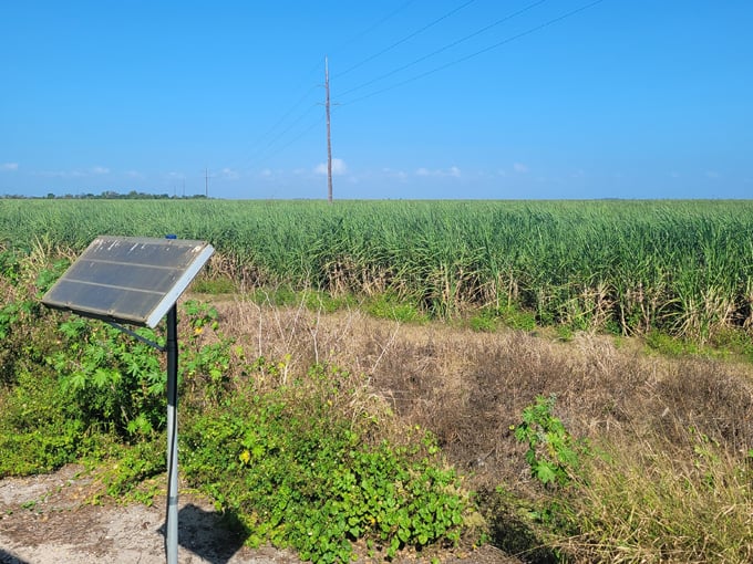 Sugar Express Train 4