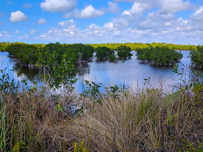 Ten Thousand Islands National Wildlife Refuge (Naples)