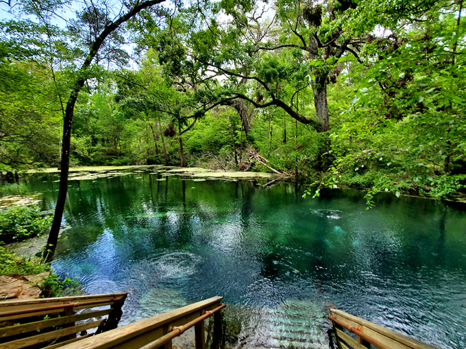 Wes Skiles Peacock Springs State Park (Live Oak)