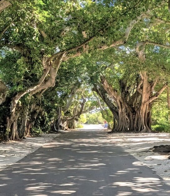 banyan tree tunnel florida ftr
