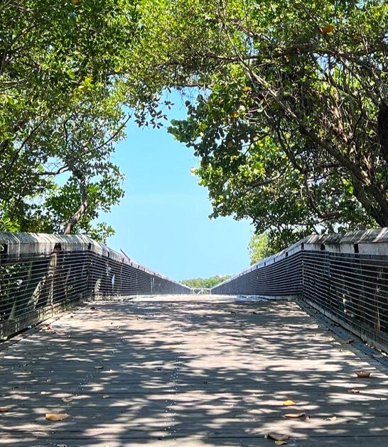 beach tree tunnels florida ftr