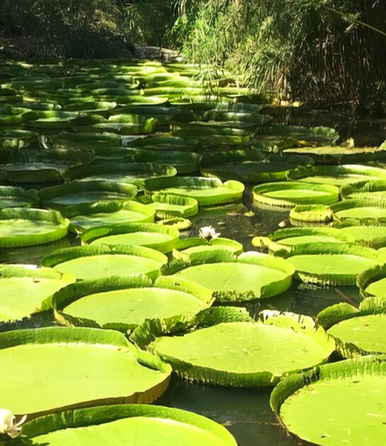 biggest lily pads florida ftr