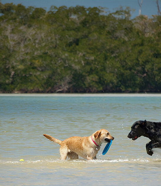 dog beach park florida ftr