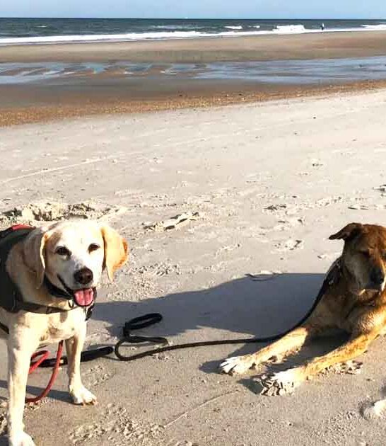 dog friendly florida beach ftr