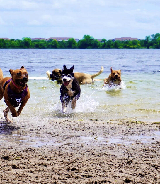 dog lakeside park florida ftr
