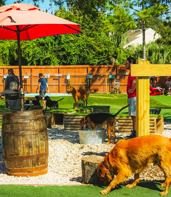 dog park bar florida ftr