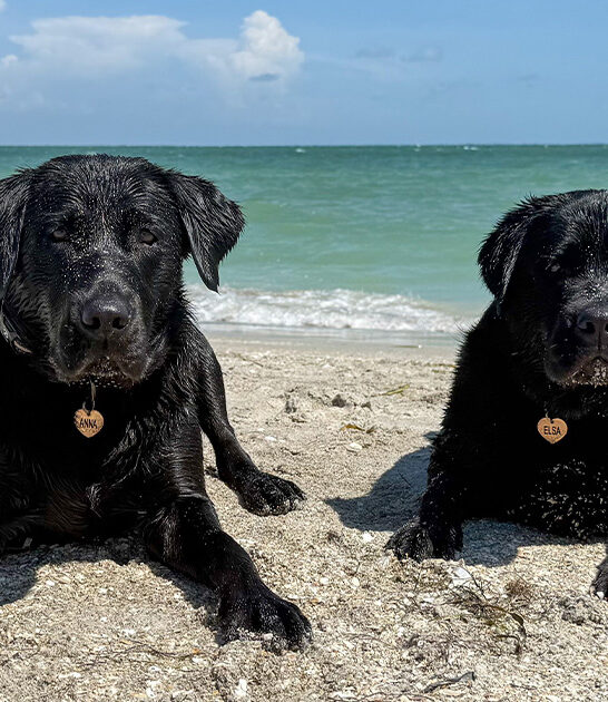 dog park beach florida ftr