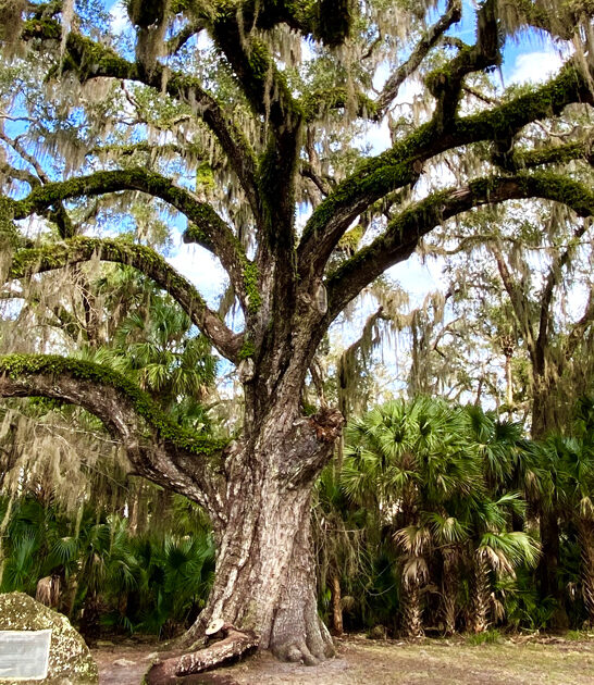 eerie oak tree florida ftr