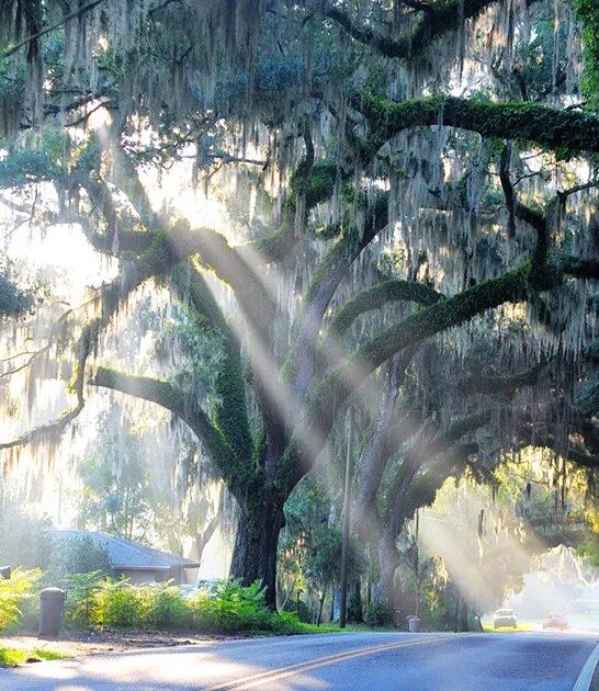 enchanting oak canopy florida ftr