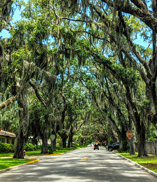enchanting oak tunnel florida ftr
