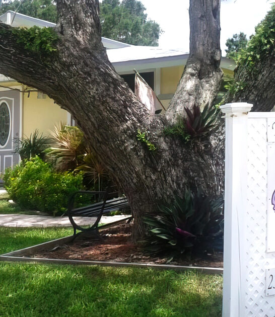 enchanting tea houses florida ftr