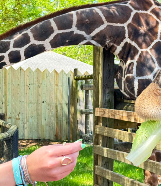 magical zoo florida ftr