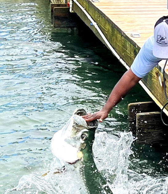 marina tarpon feeding florida FTR