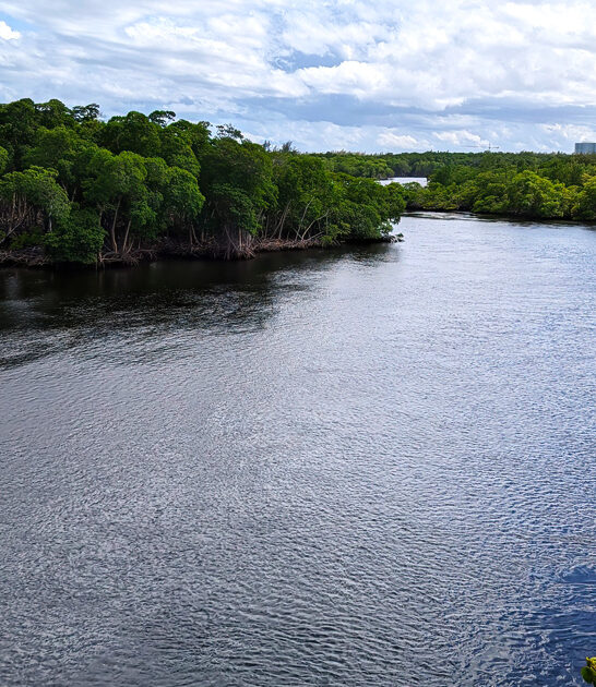mystical mangrove forest florida ftr