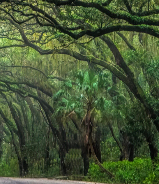 otherworldly tree tunnel florida ftr