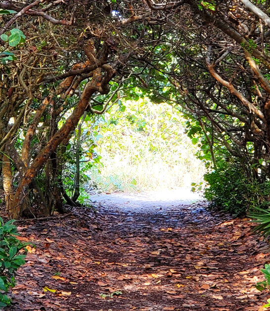 preserve tree tunnels florida ftr