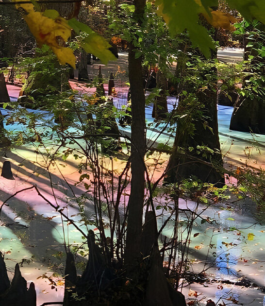 psychedelic swamp florida ftr