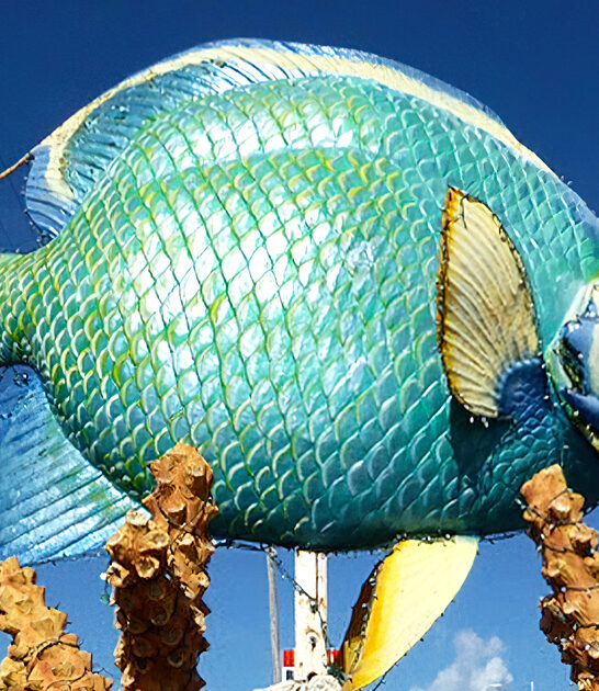 queen angel fish florida ftr