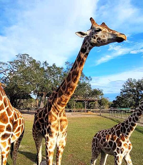 safari drive through florida ftr