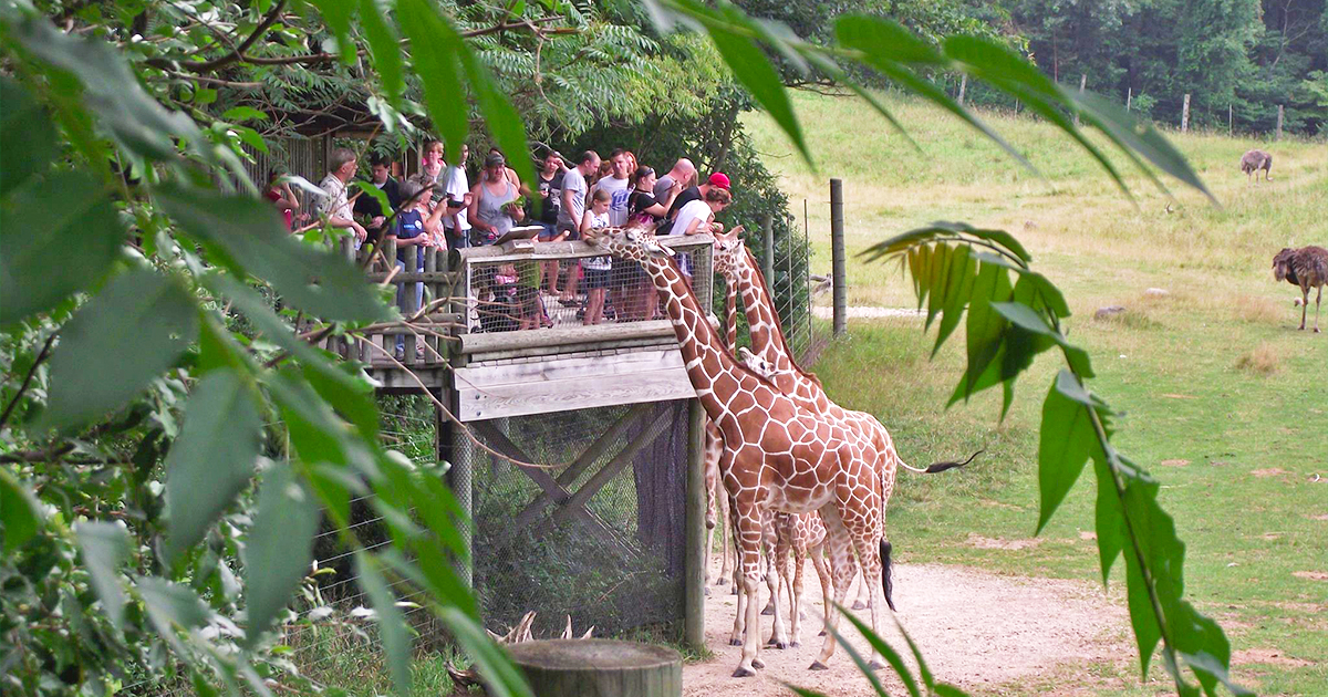 savanna inspired zoo michigan ftr