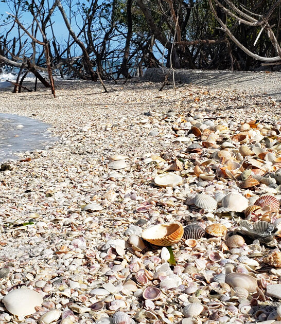shell key seashells florida ftr