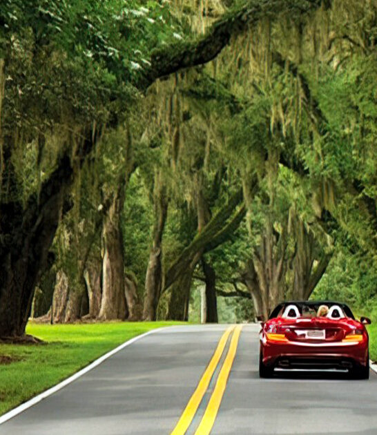 storybook canopy road florida ftr