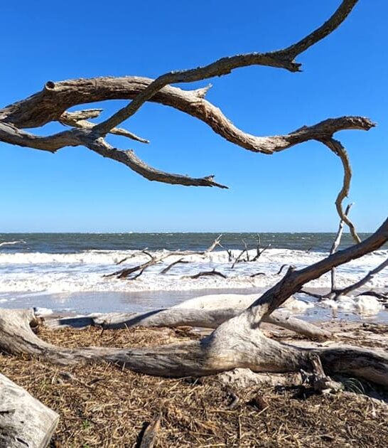 stunning driftwood beach florida ftr