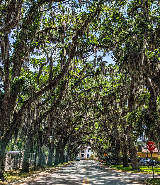 stunning oak canopy florida ftr