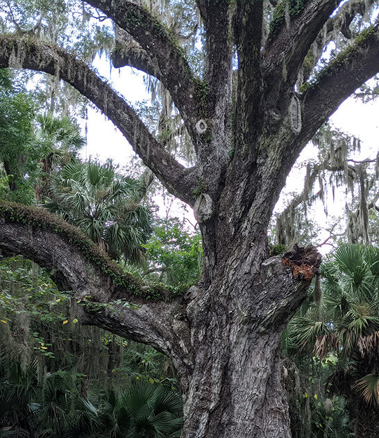 stunning old tree florida ftr