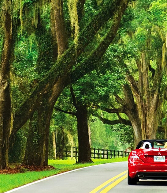 surreal canopy roads florida ftr