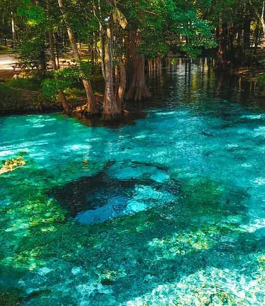 surreal spring florida ftr